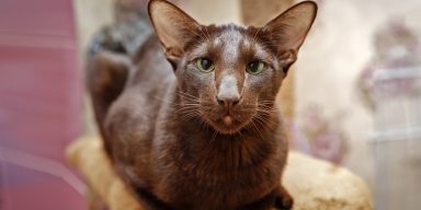 20 Gorgeous Labrador Retriever Mixes You Just Have To See - The Dogman