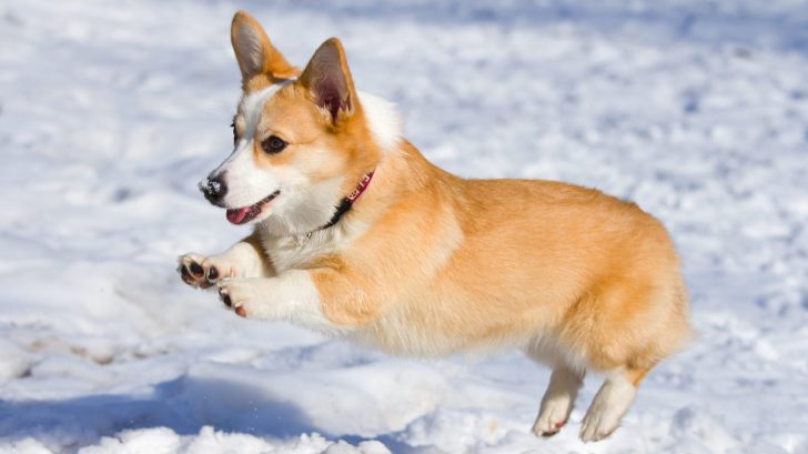 The Dogman: The Place for Dog Owners and Lovers