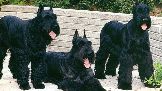 Giant Schnauzer Dog Breed Information - The Dogman