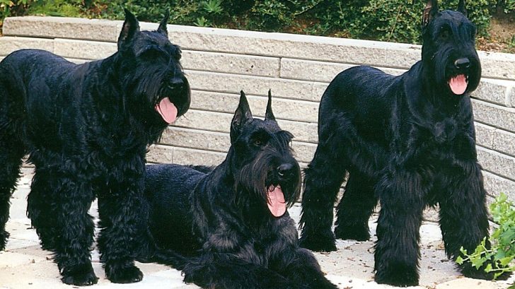 Giant Schnauzer Dog Breed Information - The Dogman