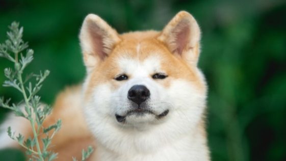 Akitas: Proud and Strong Pets - The Dogman