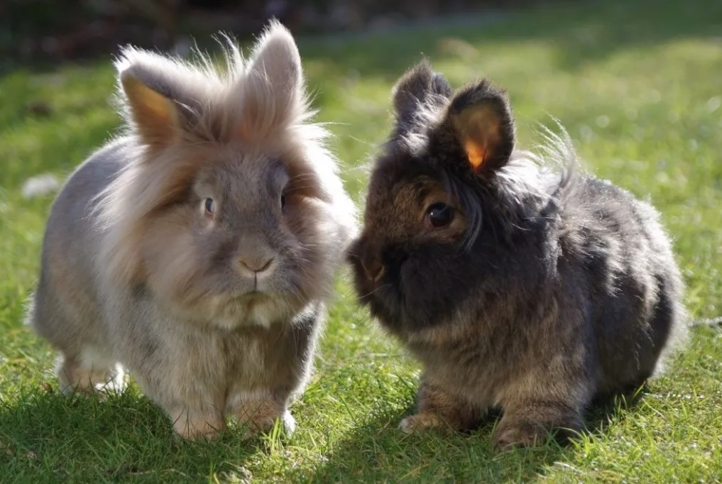 Lionhead Rabbit - The Dogman