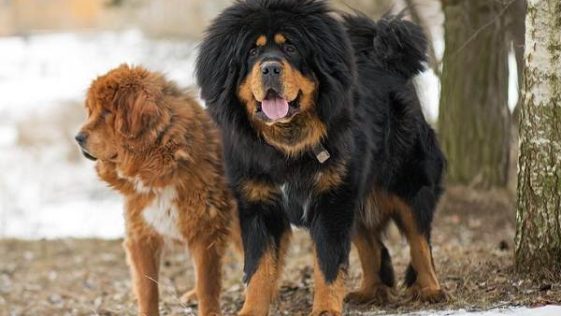 The 20 Most Expensive Dog Breeds - The Dogman