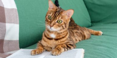 16 Best Labrador Memes So You Don't Be Sad - The Dogman