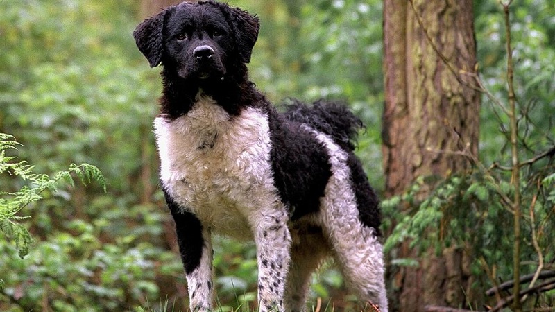 Wetterhoun (Friesian Water Dog) - The Dogman