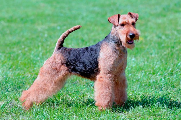 Welsh Terrier - The Dogman
