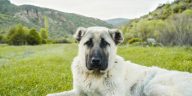 75 Female Great Pyrenees Dog Names - The Dogman