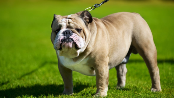 English Bulldogs: Stubborn Gentlemen - The Dogman