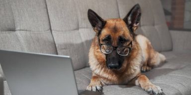 10 Most Popular Dog Breeds in Ukraine - The Dogman