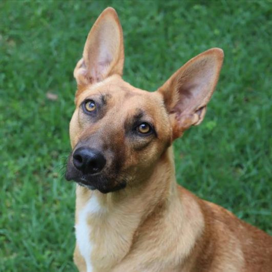 Africanis Dog Breed - History & Origin - The Dogman