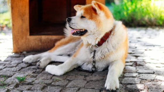 Akitas: Proud and Strong Pets - The Dogman