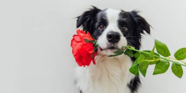 16 Best Labrador Memes to Raise Our Mood - The Dogman