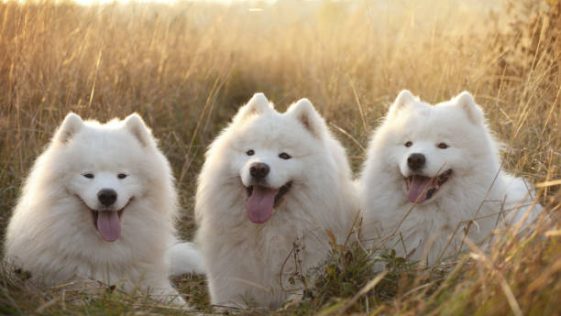 80+ Perfect Samoyed Dog Names - The Dogman