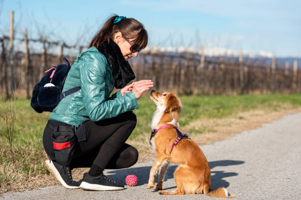 Teach the Dog to Sit - The Dogman