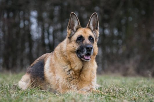 Old German Shepherd - an Original Breed of Dog - The Dogman