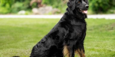 10 Most Popular Dog Breeds in Ukraine - The Dogman