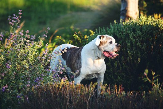 American Bulldog Breed Profile - The Dogman