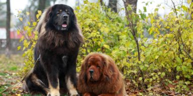 100 Rich Male Dog Names - The Dogman
