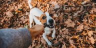 10 Most Popular Dog Breeds in Ukraine - The Dogman