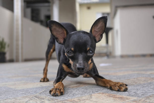 Miniature Pinscher: Facts and Personality Traits - The Dogman