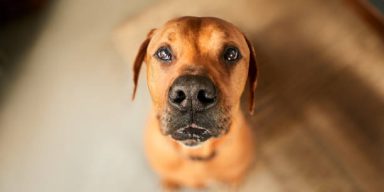 10 Most Popular Dog Breeds in Ukraine - The Dogman