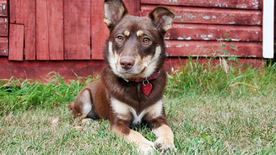 The Dogman: The Place for Dog Owners and Lovers