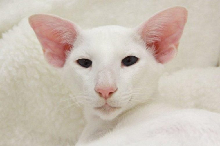 Foreign White Cat Breed – Facts and Personality Traits - The Dogman